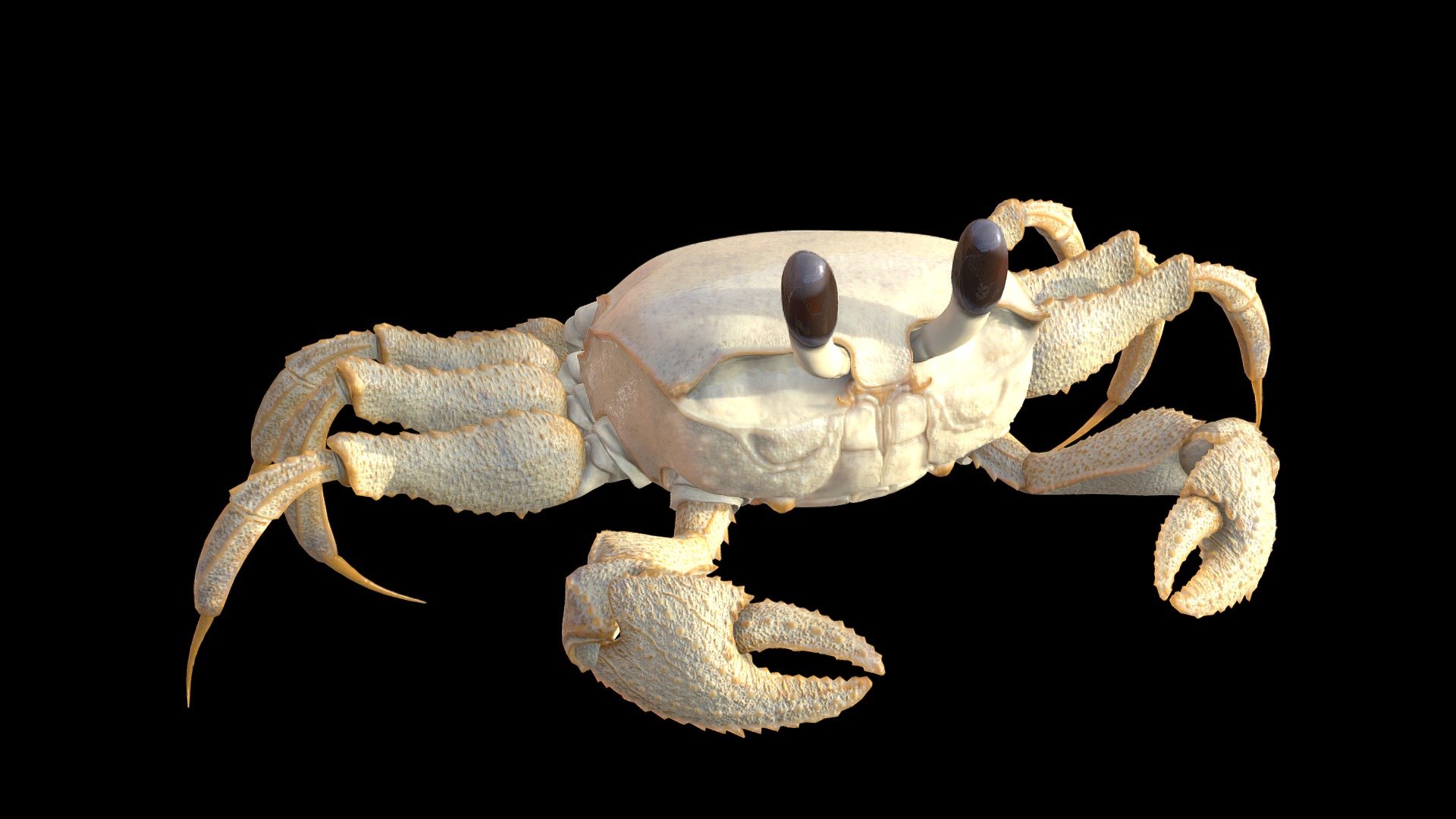 Animated Crab rigged FREE - Download Free 3D model by TwilightFox ...