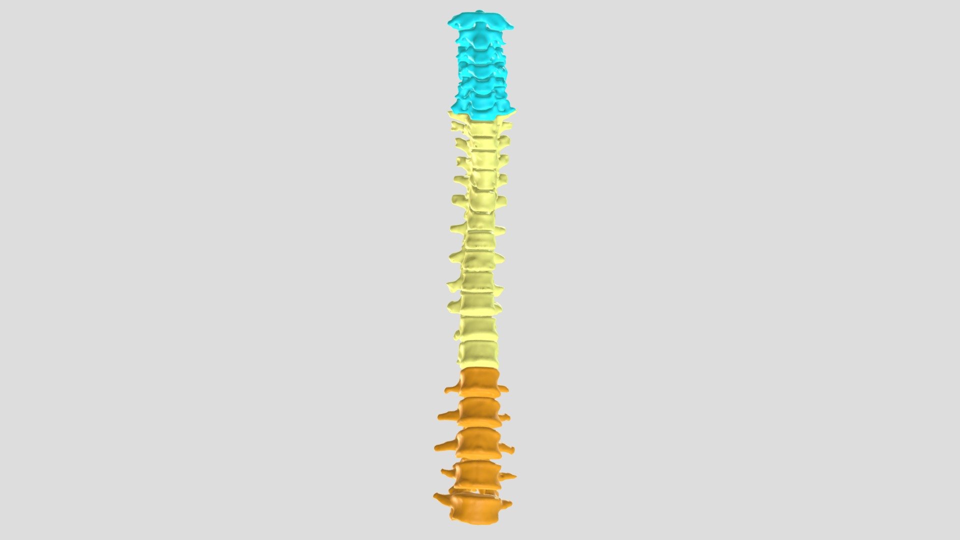 Human spinal column. - 3D model by tomomahoney [ca3a83b] - Sketchfab