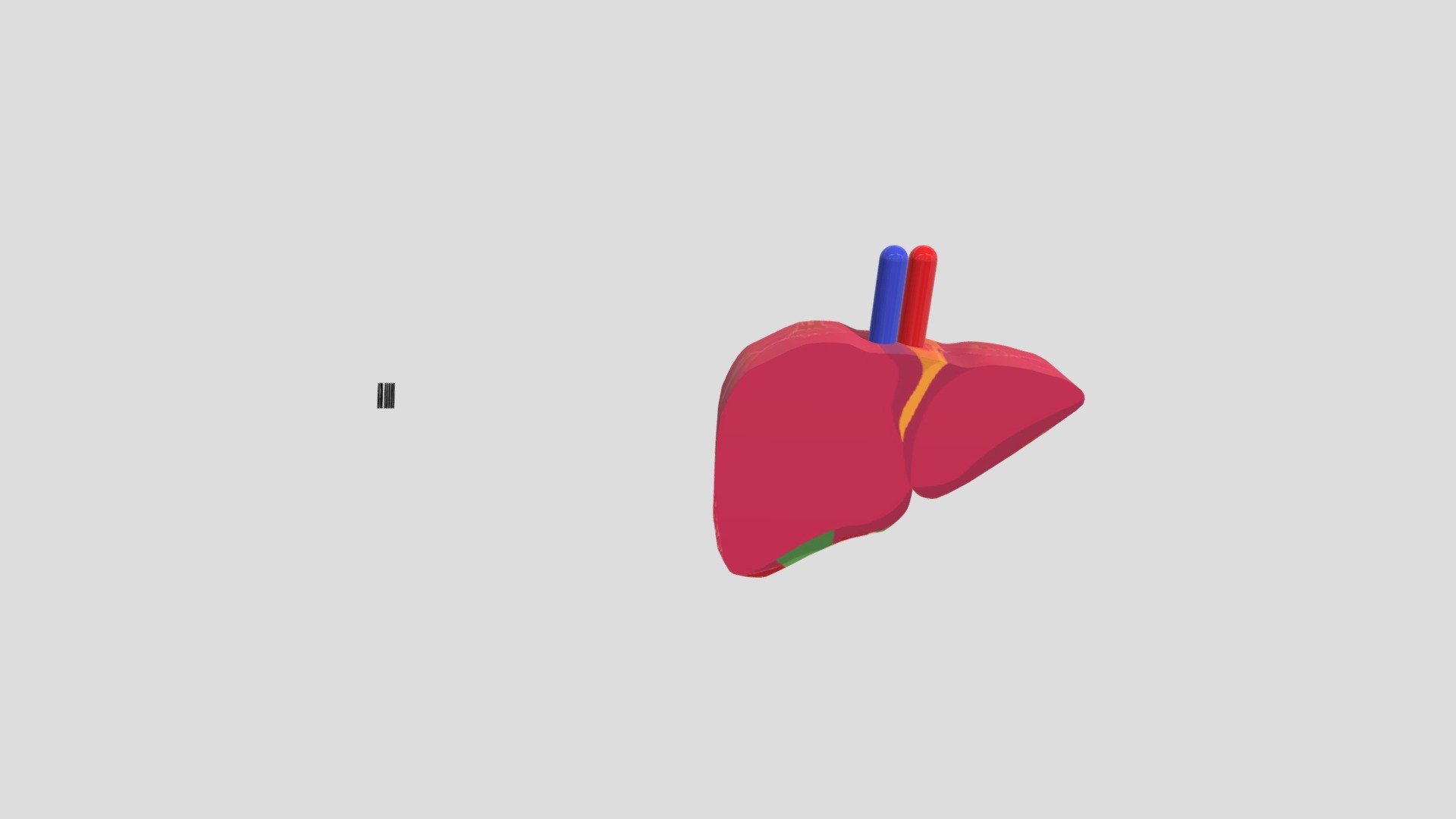 Liver 3D - Download Free 3D model by zahriah.ilyas [ca3e9c1] - Sketchfab