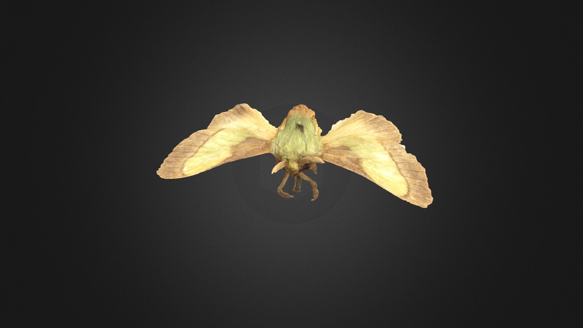 Smaller Parasa - 3D model by University Libraries at Virginia Tech ...
