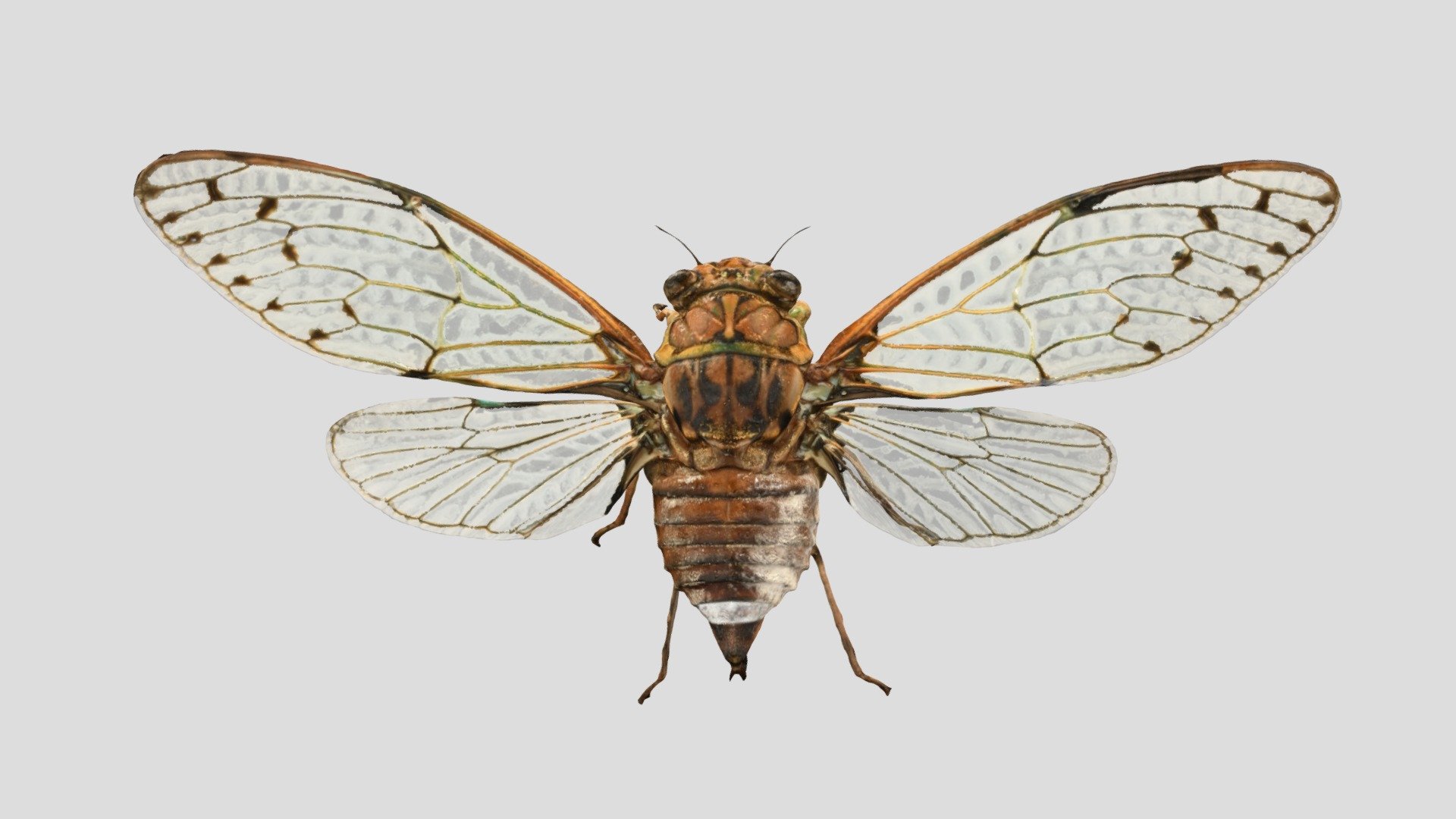 ヒグラシ ♀ Evening Cicada, Tanna japonensis - 3D model by ffish.asia ...