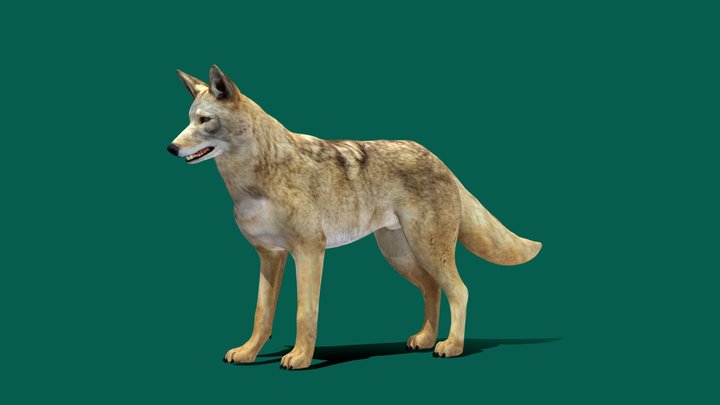 Gray_wolves 3D models - Sketchfab
