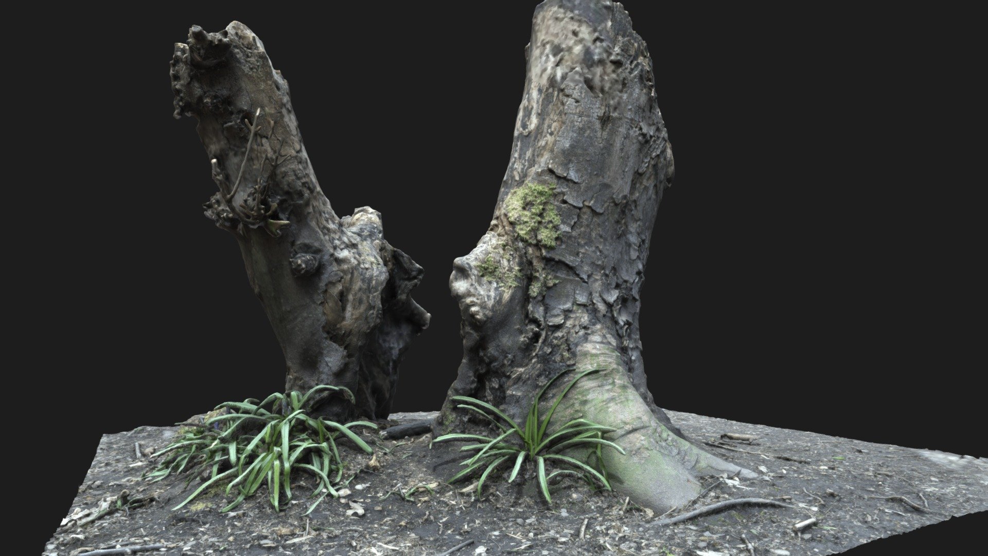 Tree Stump Scan - Buy Royalty Free 3D model by Adam Taylor (@taylor96 ...