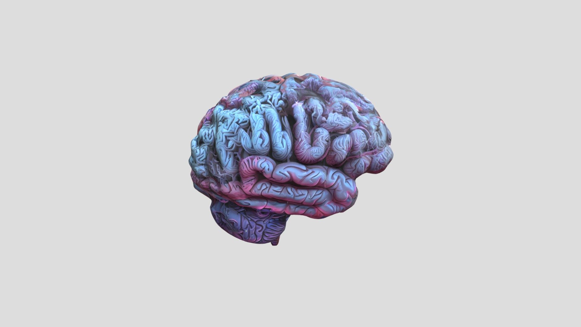 3D BRAIN MODEL - 3D model by yuvisidhu008 [ca56796] - Sketchfab