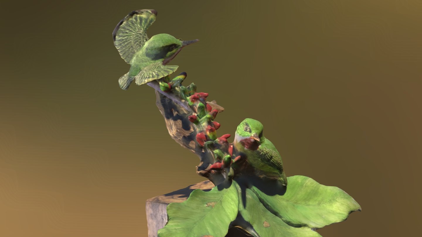 Hummingbirds - 3D model by bgill [ca56841] - Sketchfab