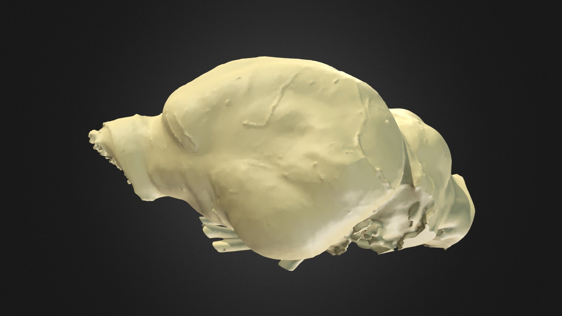 Two-toed Sloth Cranial Endocast - Download Free 3D model by Rachel E ...