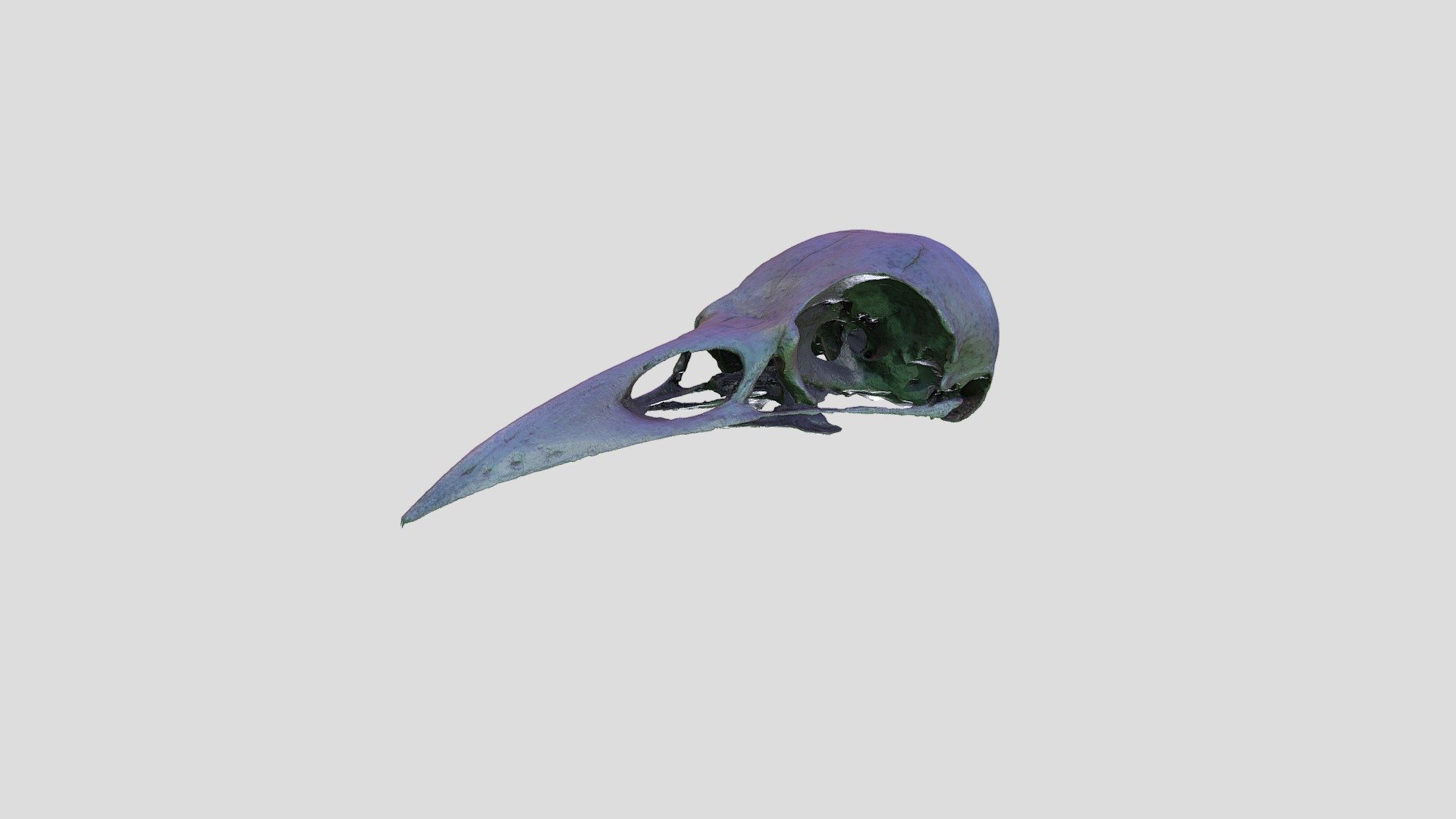 Bird Skull Photoscan - 3D model by connorzelinsky (@connorwz) [ca5951c ...
