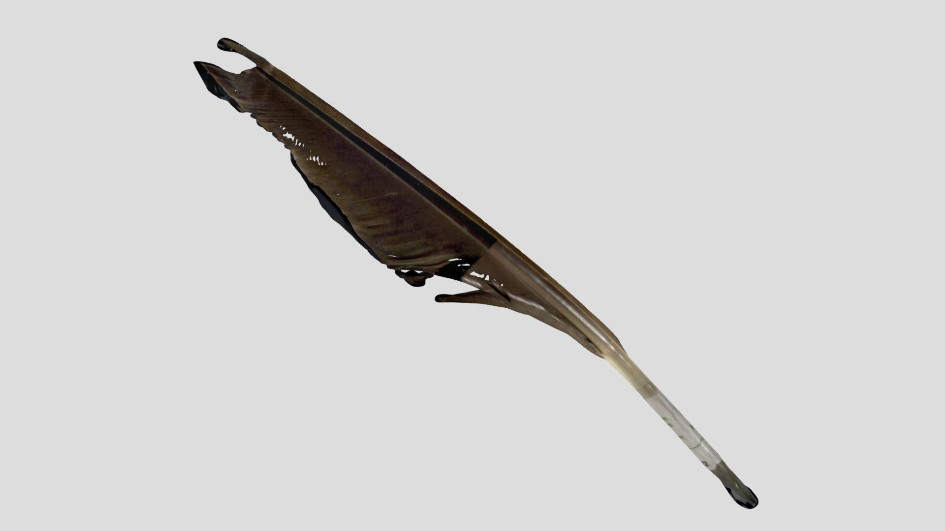 Thomas Clarkson quill - 3D model by Aberdeen City Libraries ...
