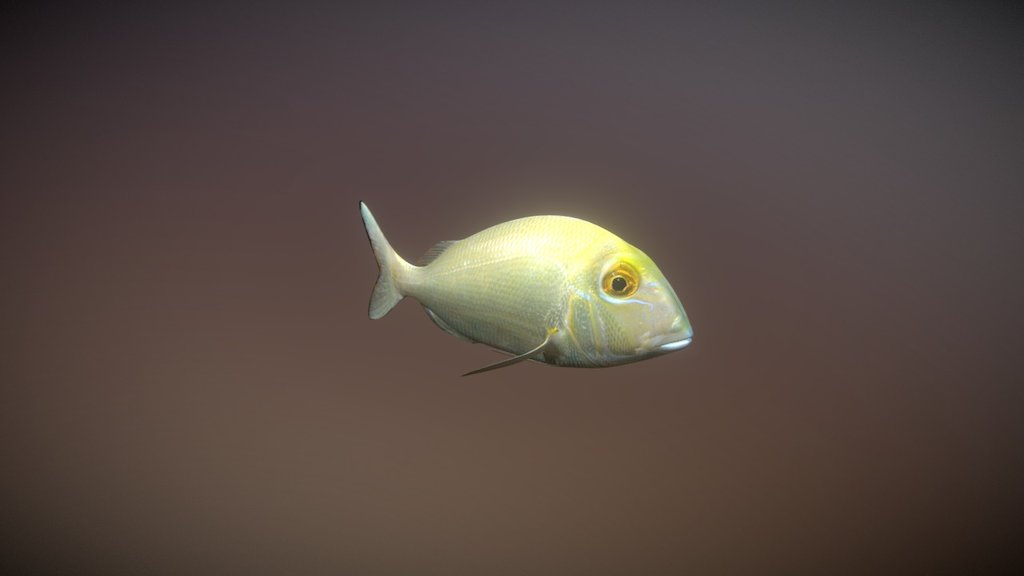 Calmus calamus - 3D model by CONABIO [ca61400] - Sketchfab