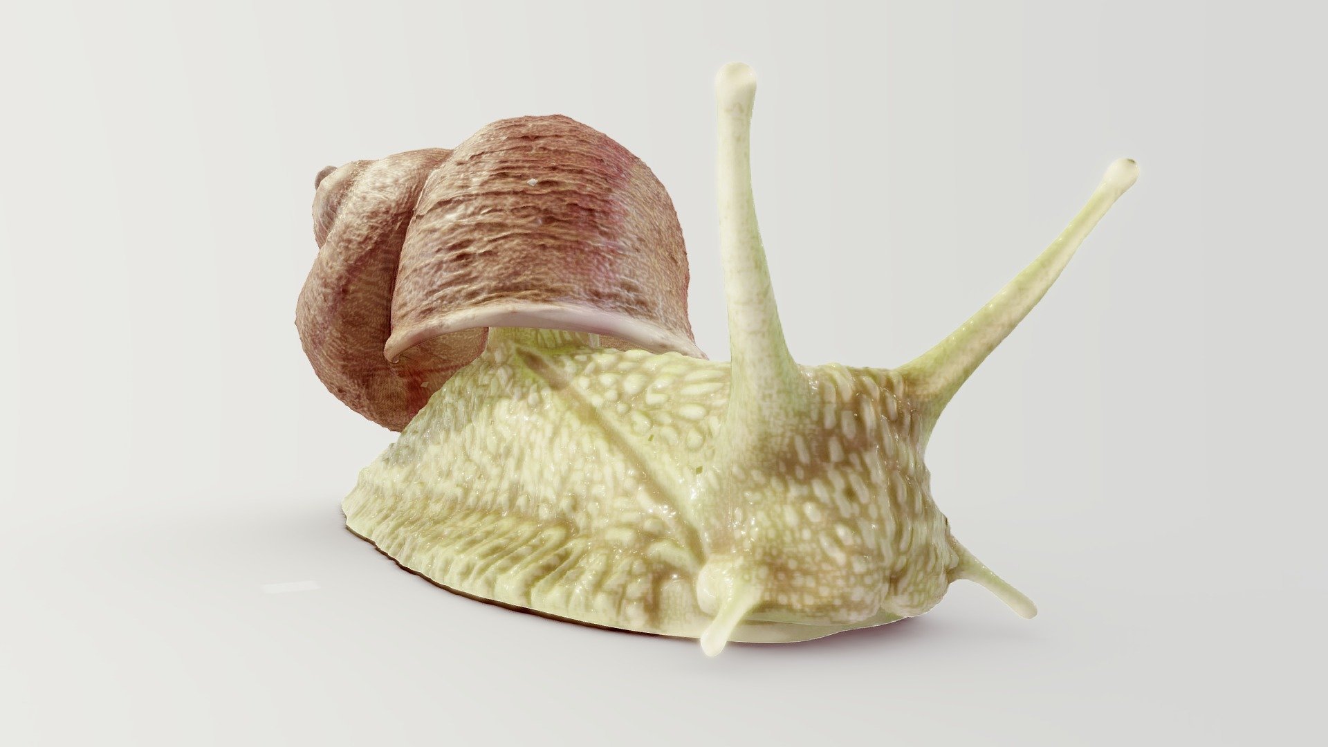 Helix pomatia - 3D model by Mieke Roth (@miekeroth) [ca61934] - Sketchfab