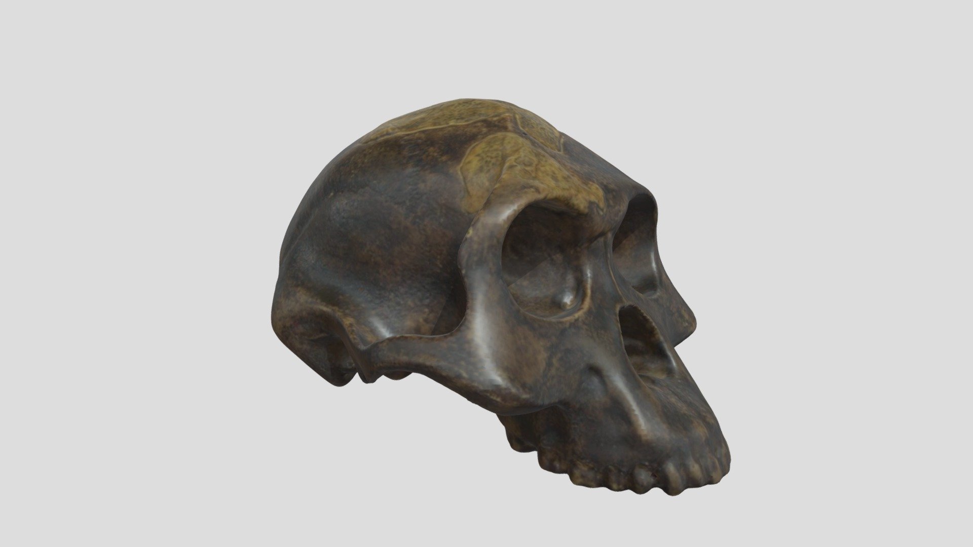 Australopithecus afarensis (Lucy;crâne seul) - Download Free 3D model by Service de biologie du ...