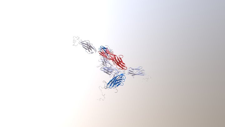 Ig1-ig2-dimer 3D models - Sketchfab