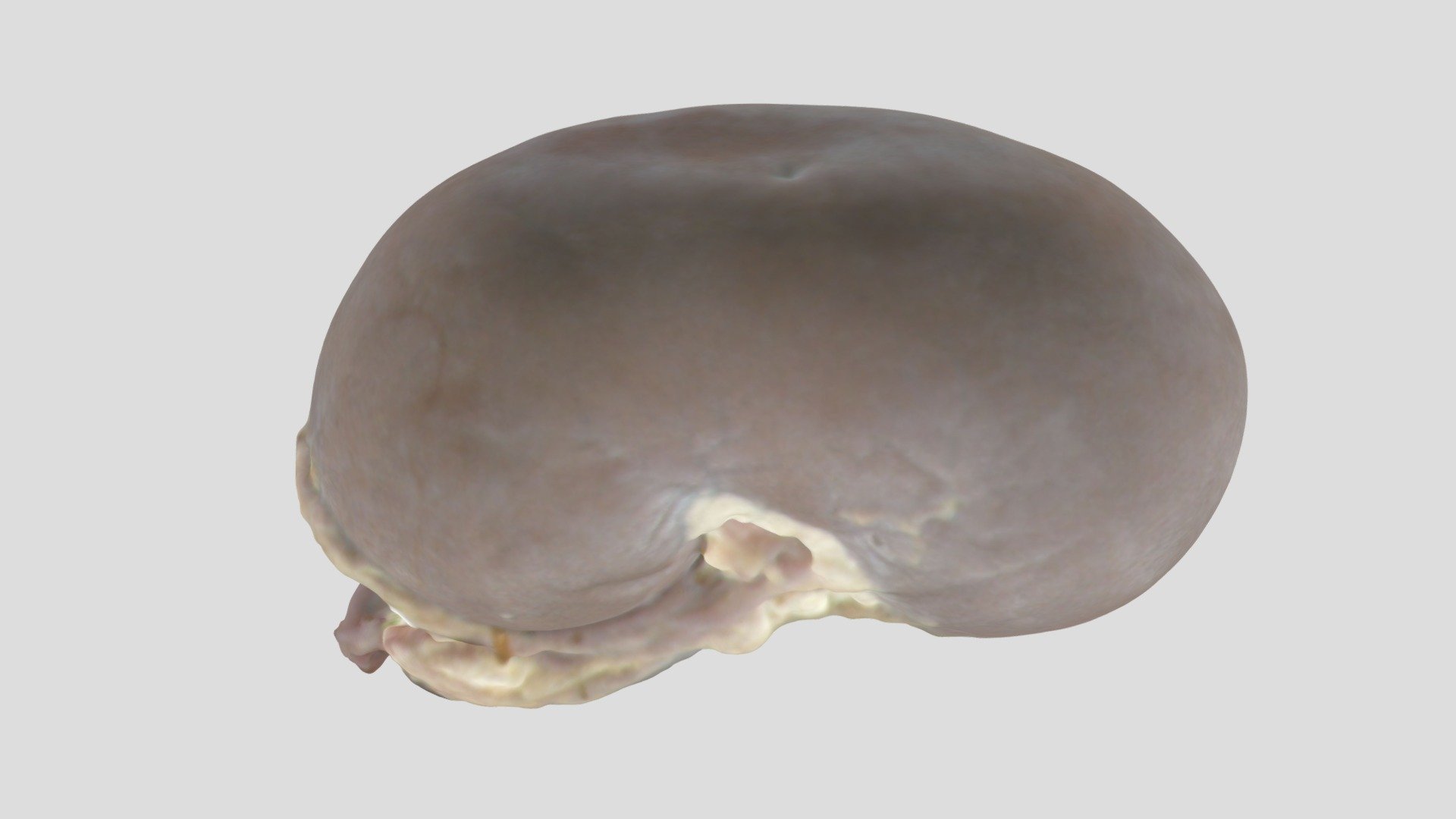 Kidney (sheep) - 3D model by University of Sarajevo - Veterinary ...