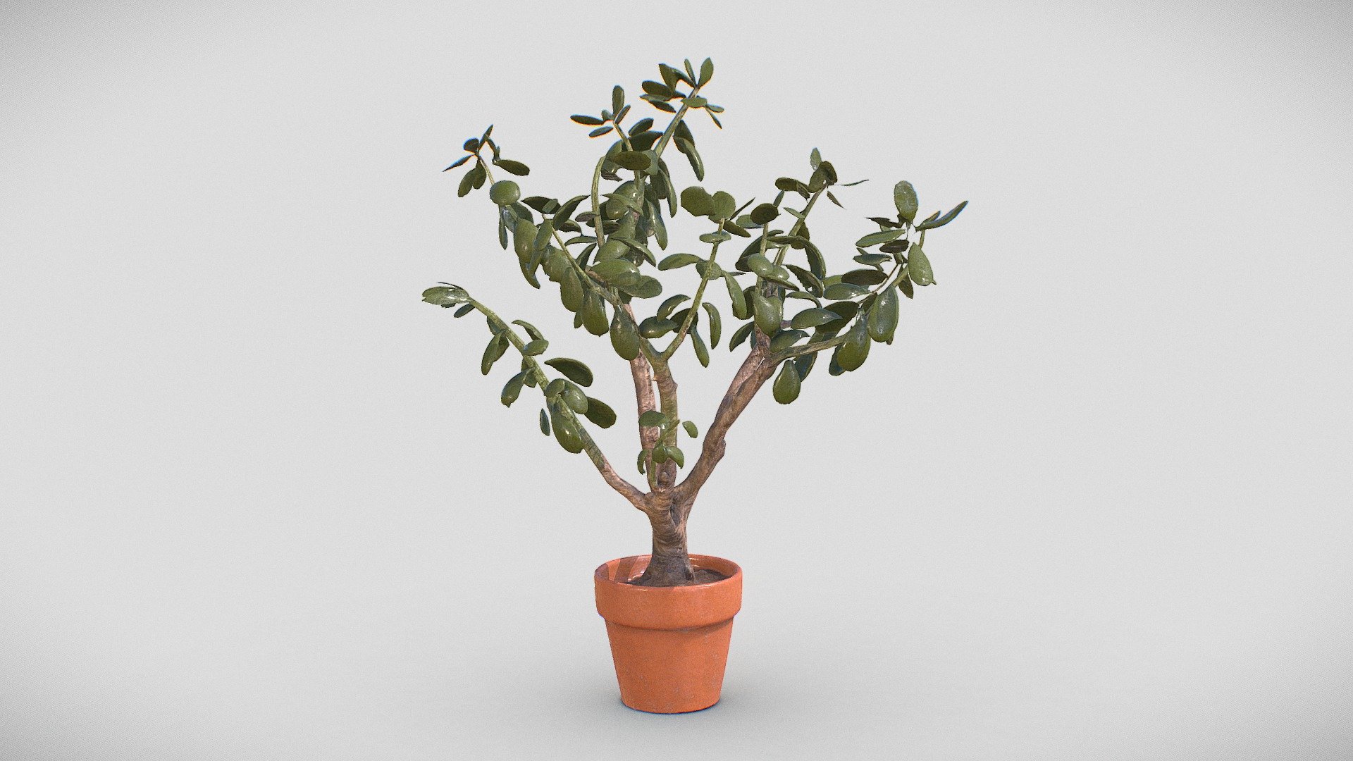 Jade Plant - 3D model by Pulse Creative Services ...