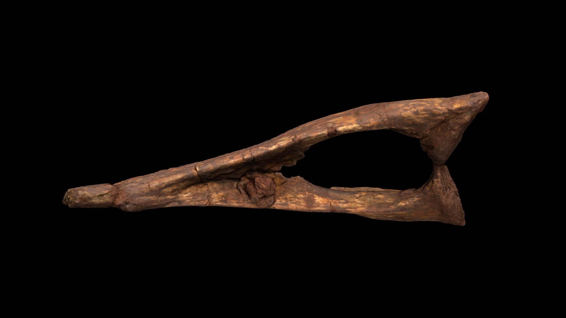Chv7 - Spinosaurus aegyptiacus neotype - 3D model by Gabriele ...