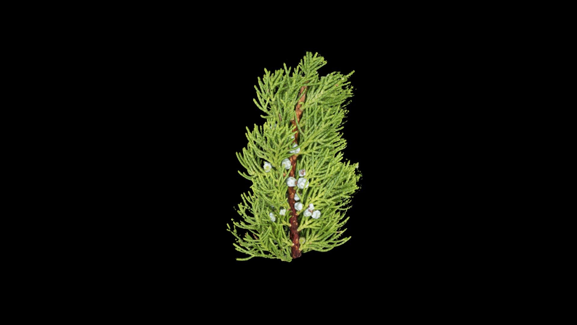 Juniperus chinensis (Chinese juniper) - 3D model by Cal Poly Humboldt ...
