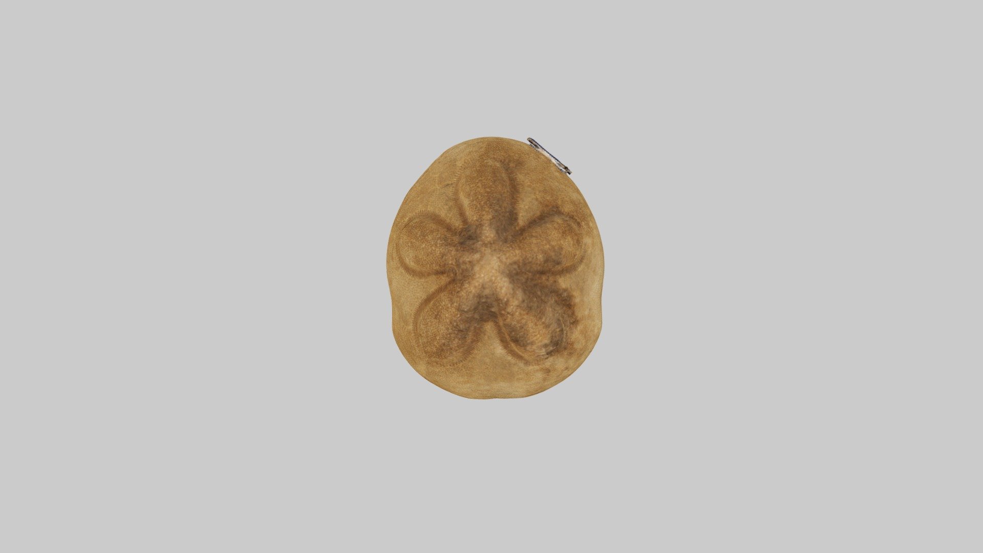 Fossil sample 7 - Download Free 3D model by UTSC DPES (@Daxberger ...