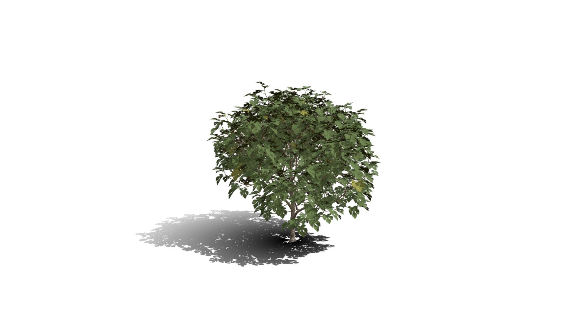 Realistic HD Common fig tree (1/30) - Download Free 3D model by ...
