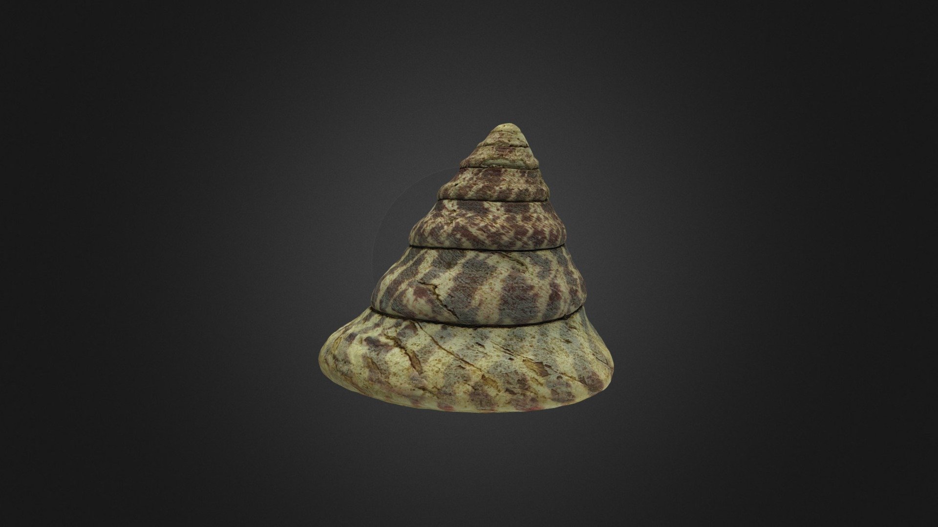 Trochus niloticus Linn. - Download Free 3D model by itsmerolfzurc ...
