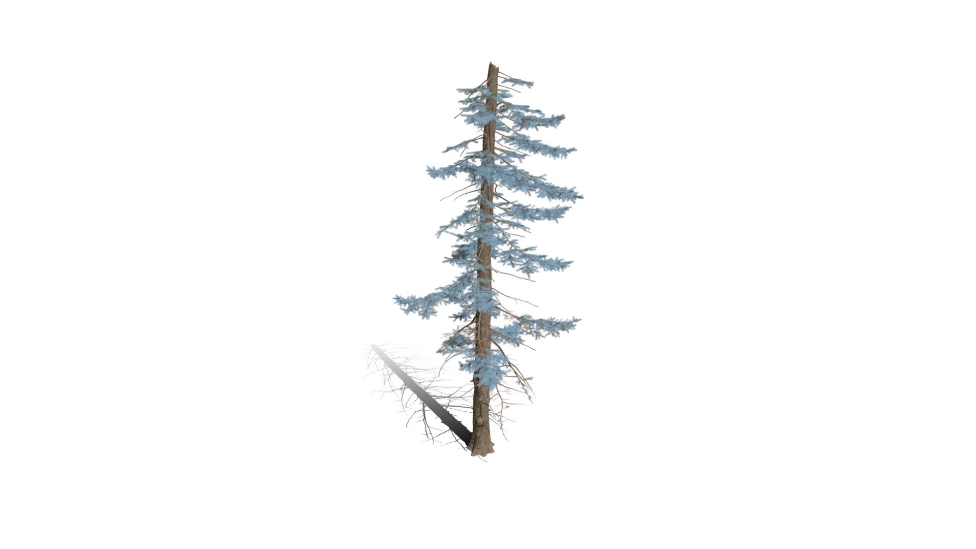 Realistic HD Colorado Blue spruce (41/43) - Download Free 3D model by ...