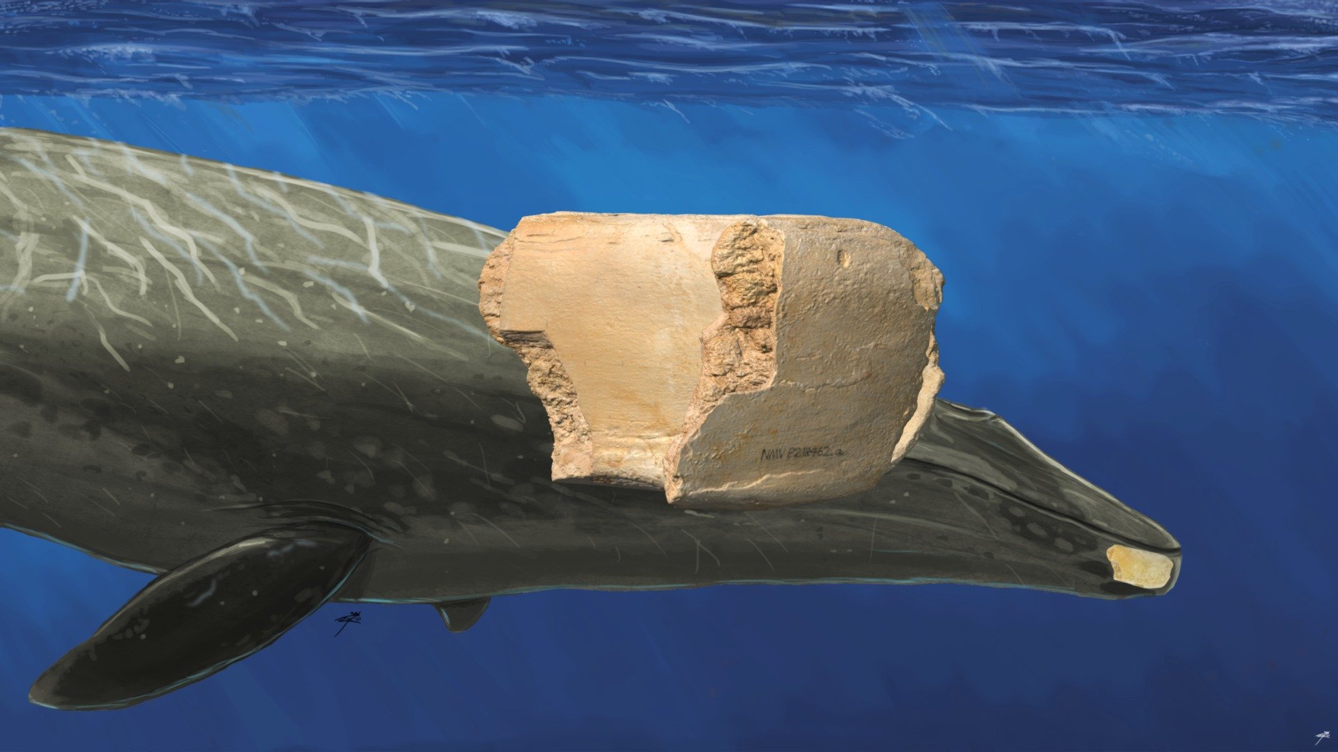 NMV P218462 Chaeomysticeti mandible tips - 3D model by Evans EvoMorph ...