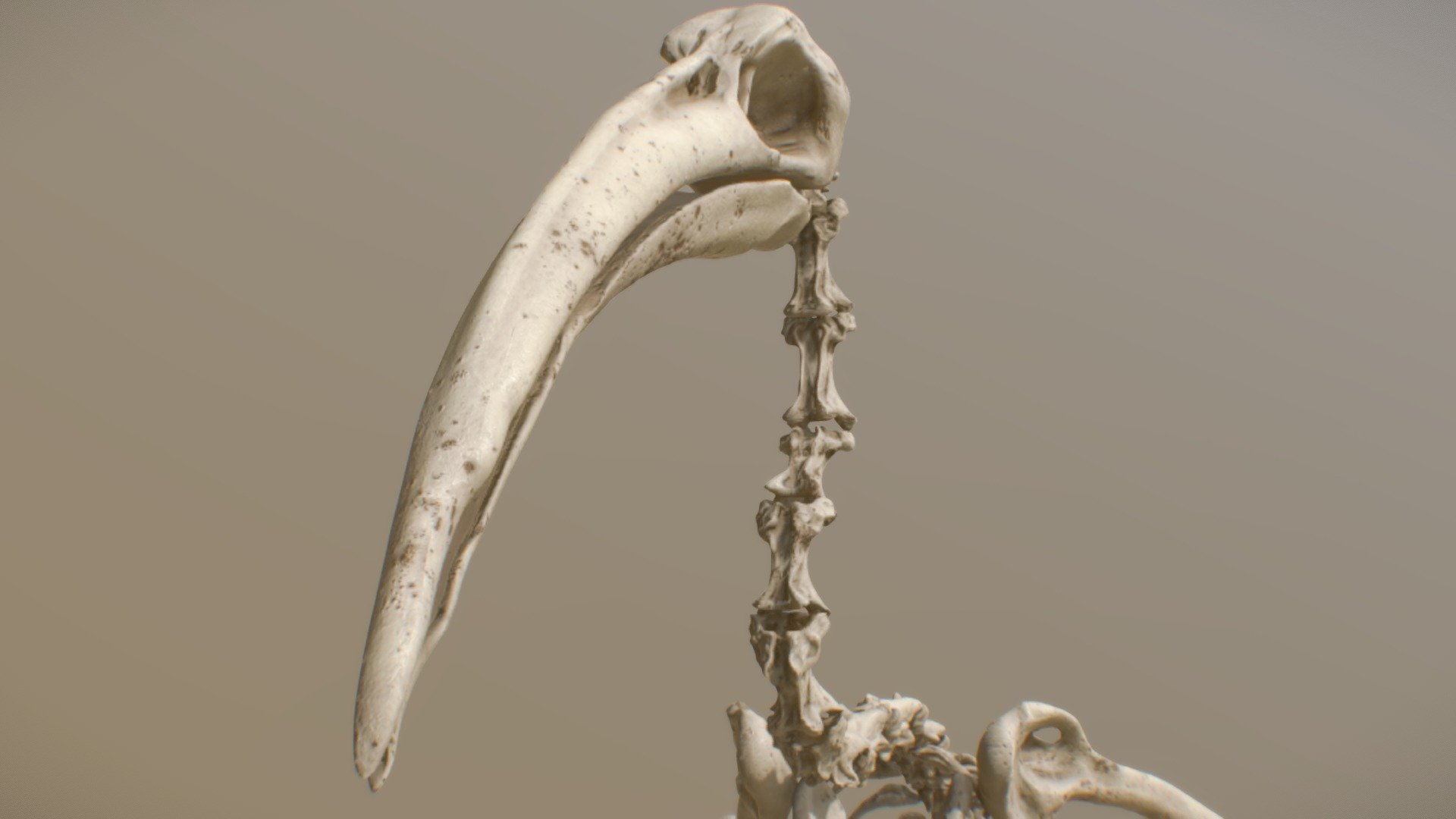 Bird Skeleton Ibis - 3D model by Oligarchic Cricket (@OligarchicCricket ...
