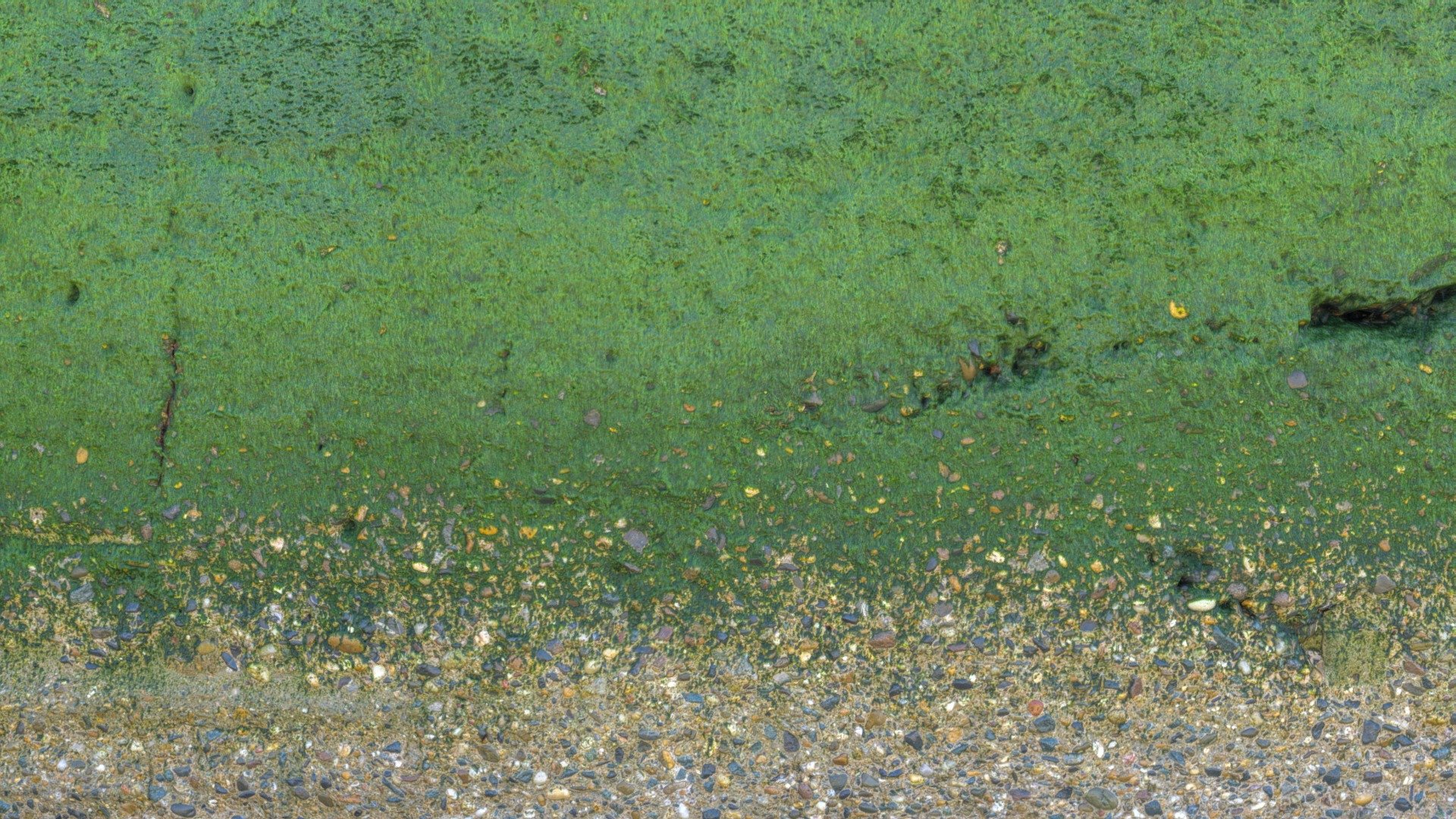seaweed wall_baked - Buy Royalty Free 3D model by yelizegi ...