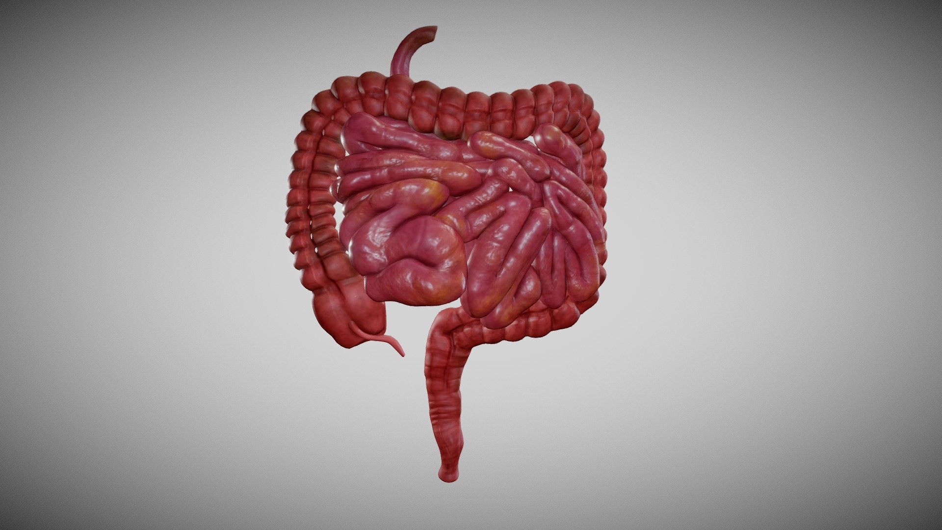 Small intestine and large Intestine - Buy Royalty Free 3D model by ...