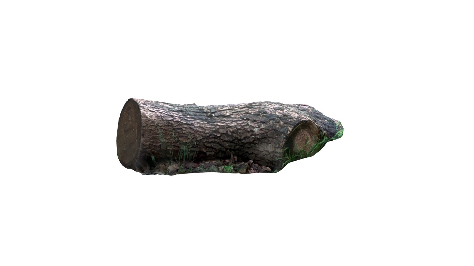 Tree Log Scan - 3D model by rakelalme [ca8f623] - Sketchfab