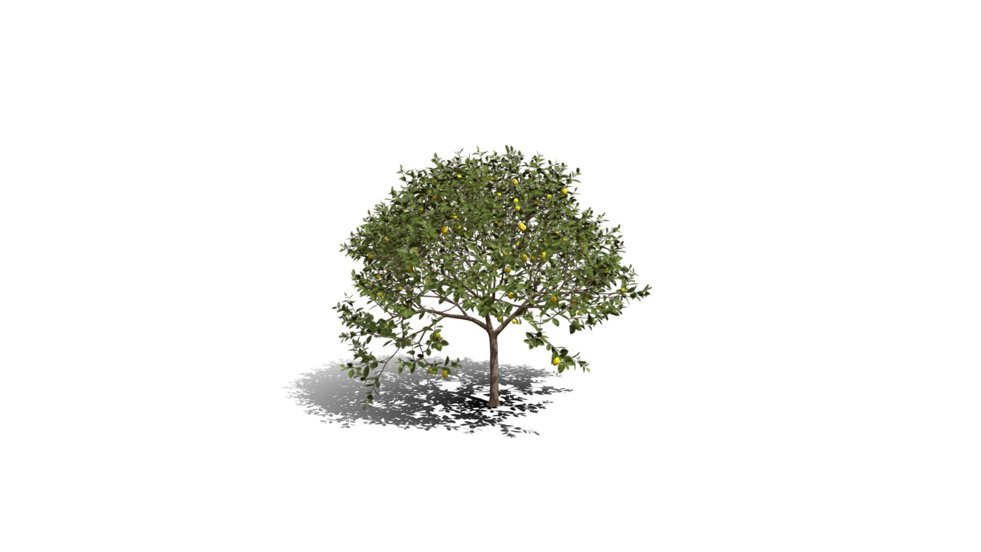 Realistic HD Lemon tree (2/30) - Download Free 3D model by PlantCatalog ...