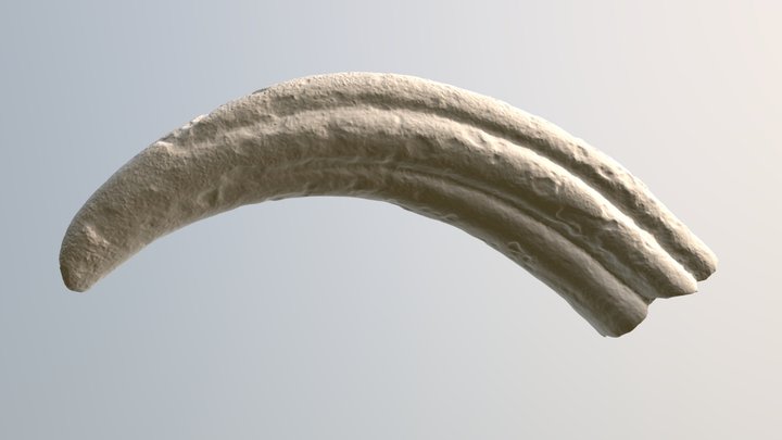 C of C Natural History Museum (@CofCNaturalHistoryMuseum) - Sketchfab