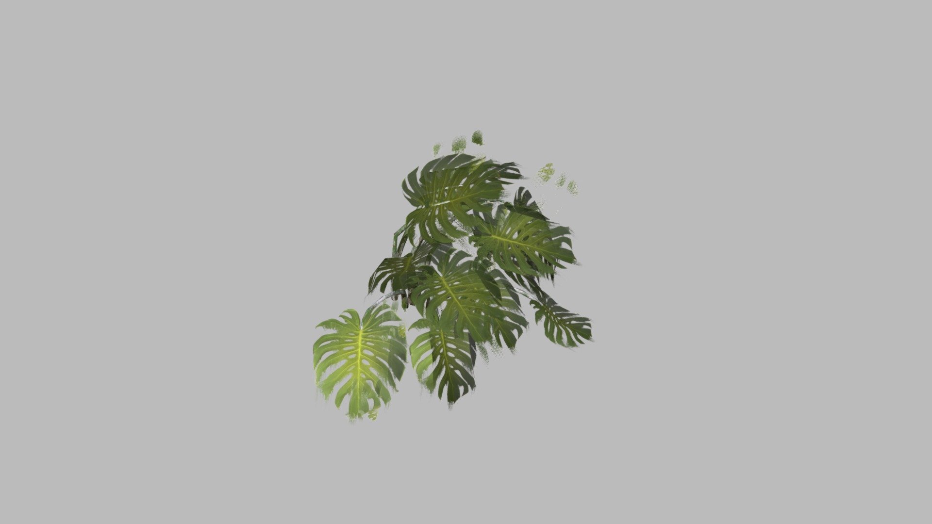 Monstera - Download Free 3D model by Gabriel.Nadotti [caa5084] - Sketchfab