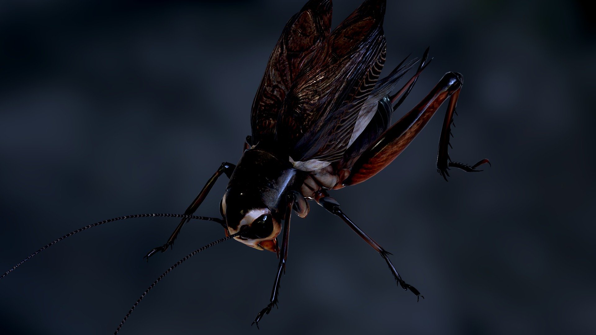 Cricket -Teleogryllus emma - Buy Royalty Free 3D model by Boycraft ...