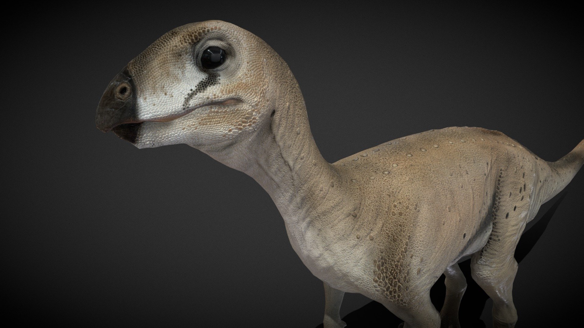 Hypsilophodon Foxii - 3D model by robertfabiani [cab9cdd] - Sketchfab