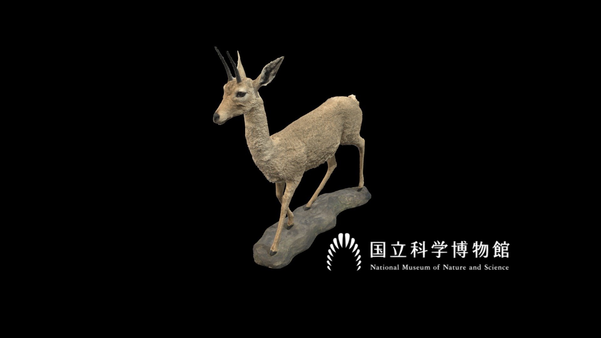 NSMT-M_32235_Vaal_Rhebok_(Taxidemy) - 3D model by KAHAKU [cabbec3 ...