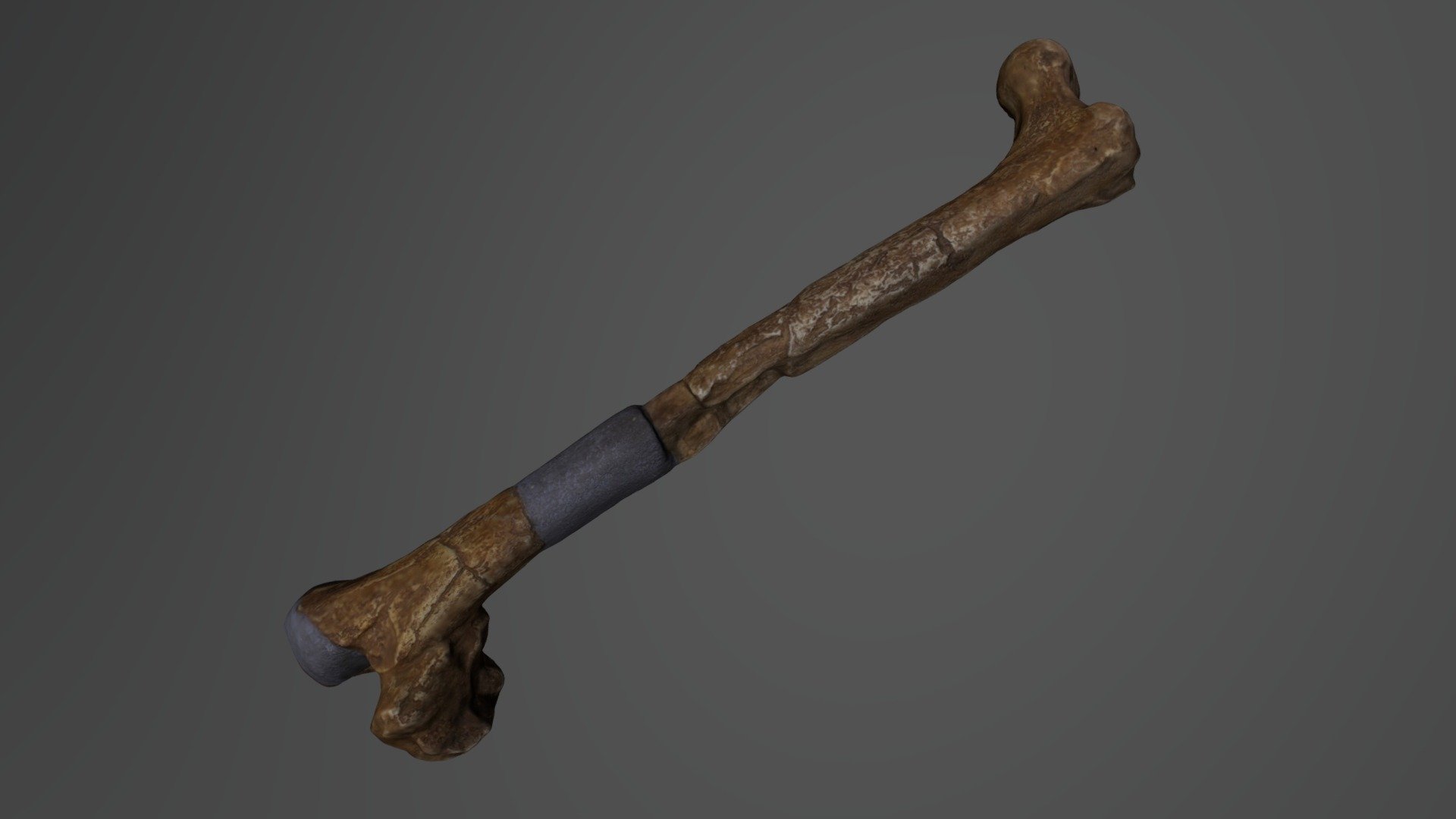Australopithecus afarensis Femur - 3D model by UCFanthropology [cac3a5a ...