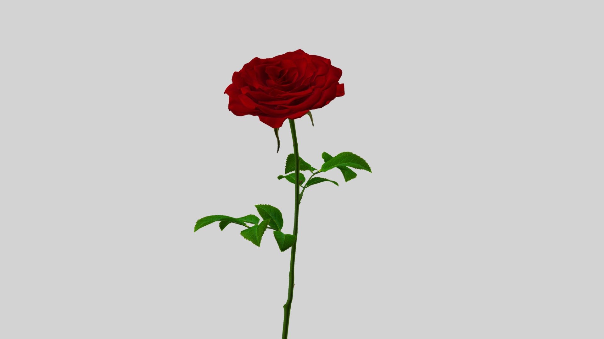 Rose_Red - 3D model by urinhairin [caccf5c] - Sketchfab
