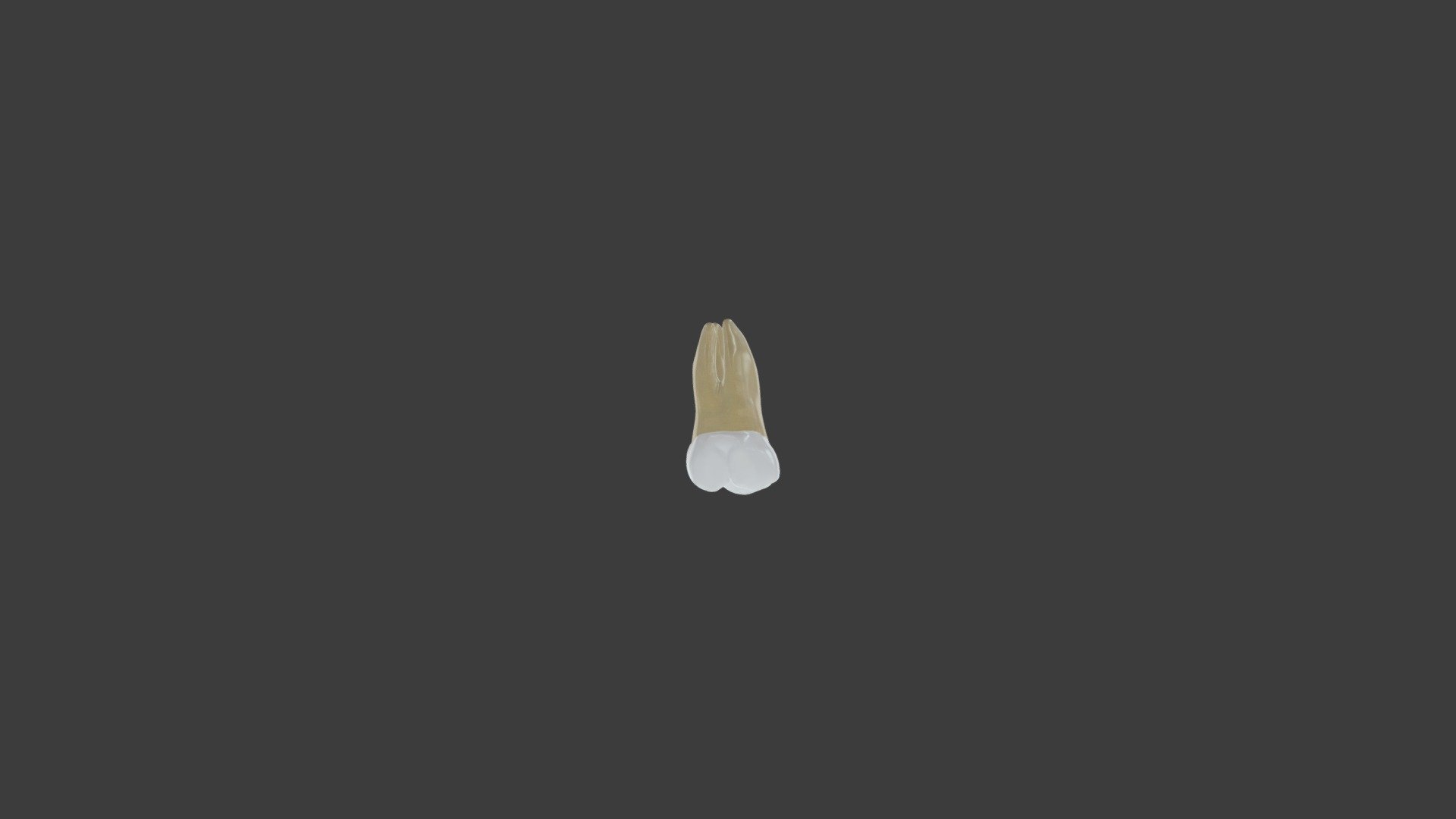 Maxillary Second Molar Right - 3D model by Ahmed Mahrous ...