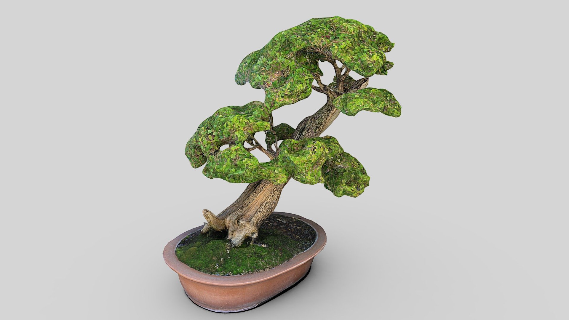 Bonsai Tree Scan - Download Free 3D model by EFX (@evan4129) [cad29bc ...