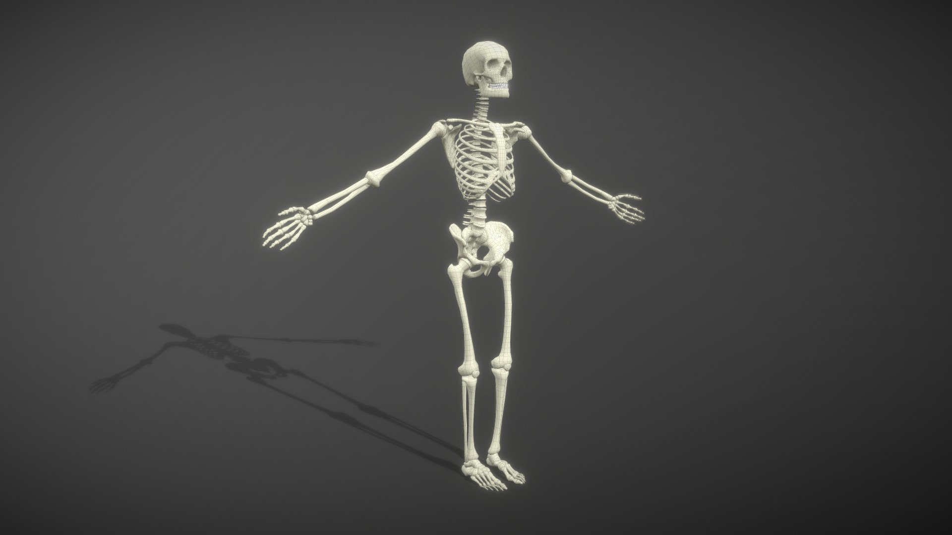 Lowpoly Digitized Human Skeleton - 3D model by Bodo Schütze ...