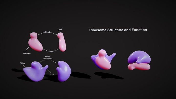 3d Dna Structure Animation