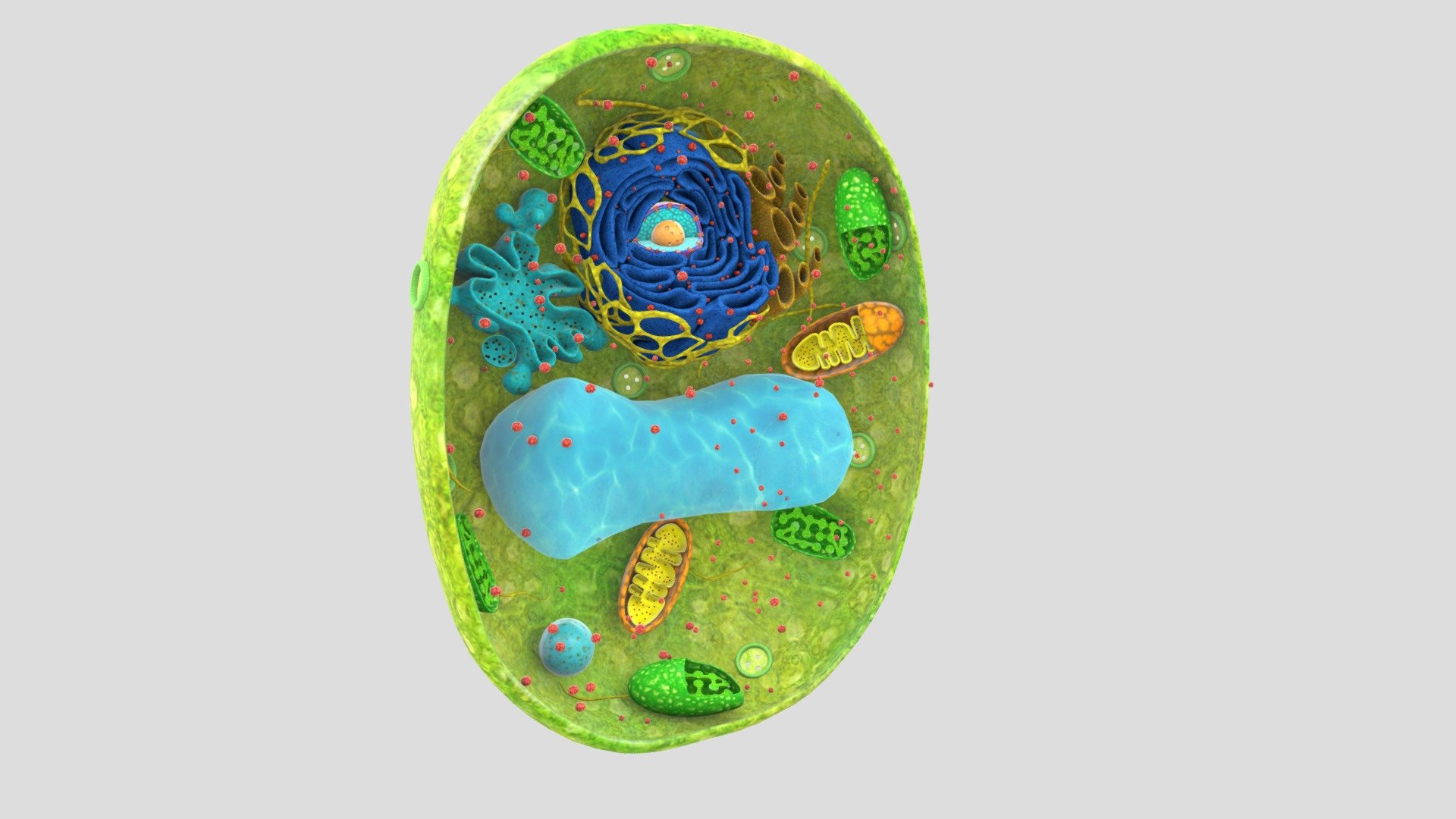 Plant Cell - 3D model by Vikas Goud (@vikasgoud610) [cad980e] - Sketchfab