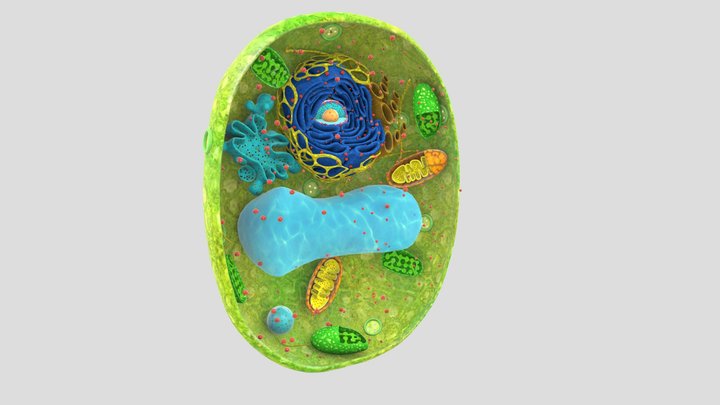 Eukaryote 3D models - Sketchfab
