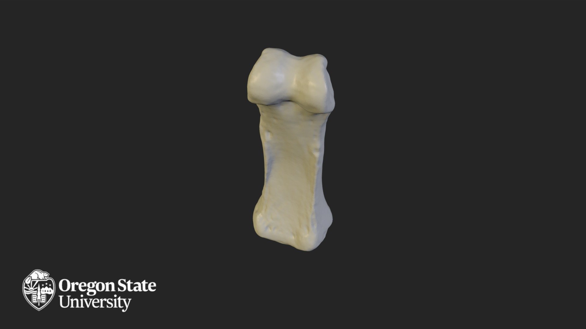 Proximal Phalange 3 - Download Free 3D model by Oregon State University ...