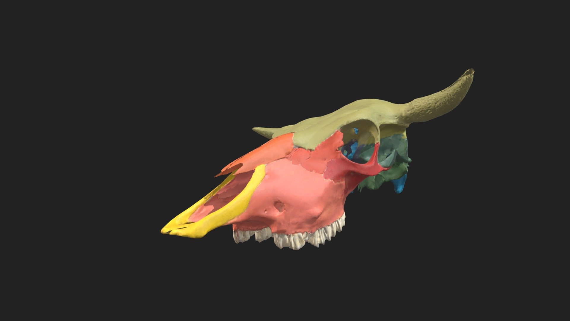 painted bovine upper skull - 3D model by vetanatMunich [cadd3c5 ...