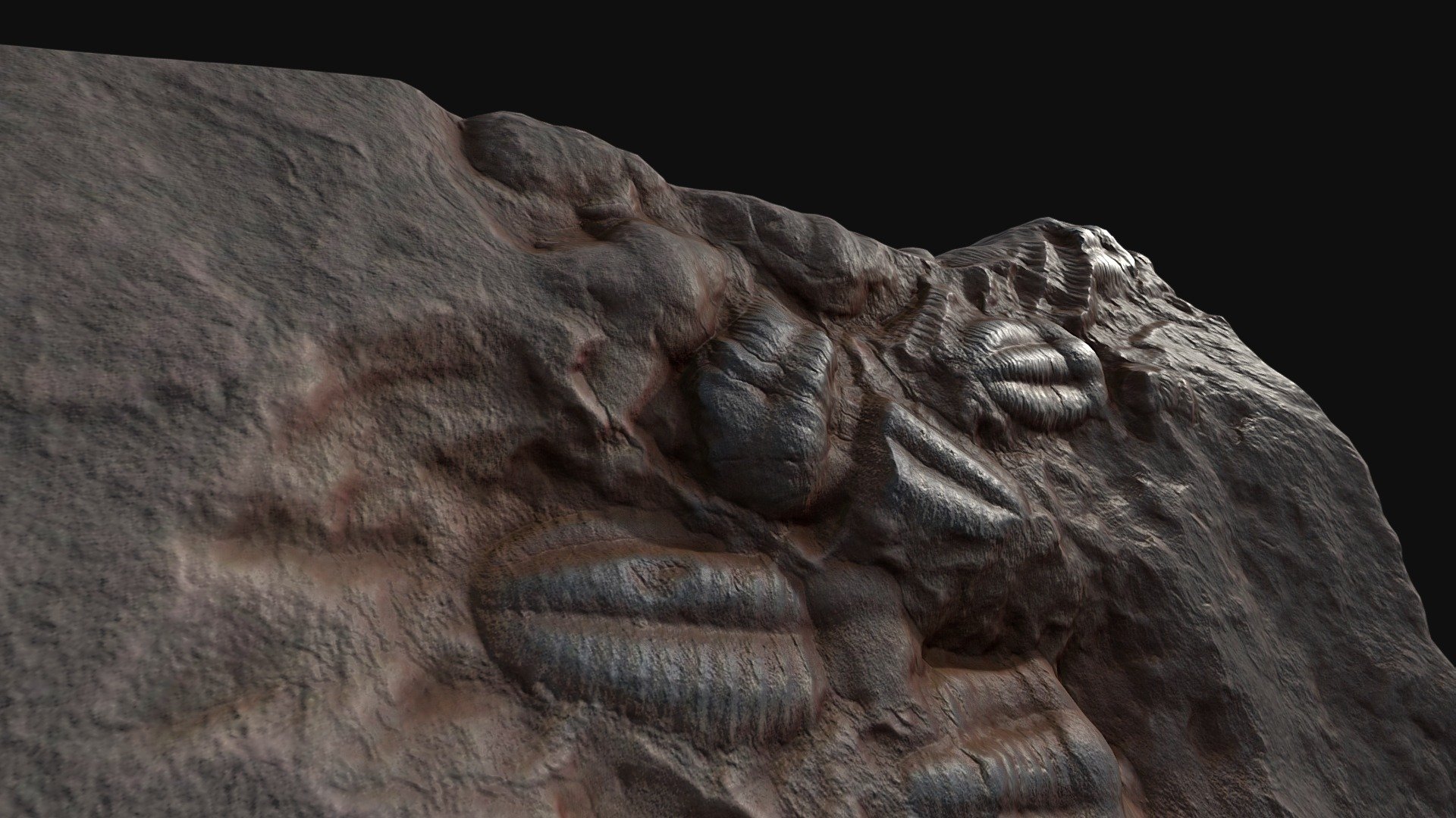 Trilobite cluster - Download Free 3D model by Siesta [cadf725] - Sketchfab