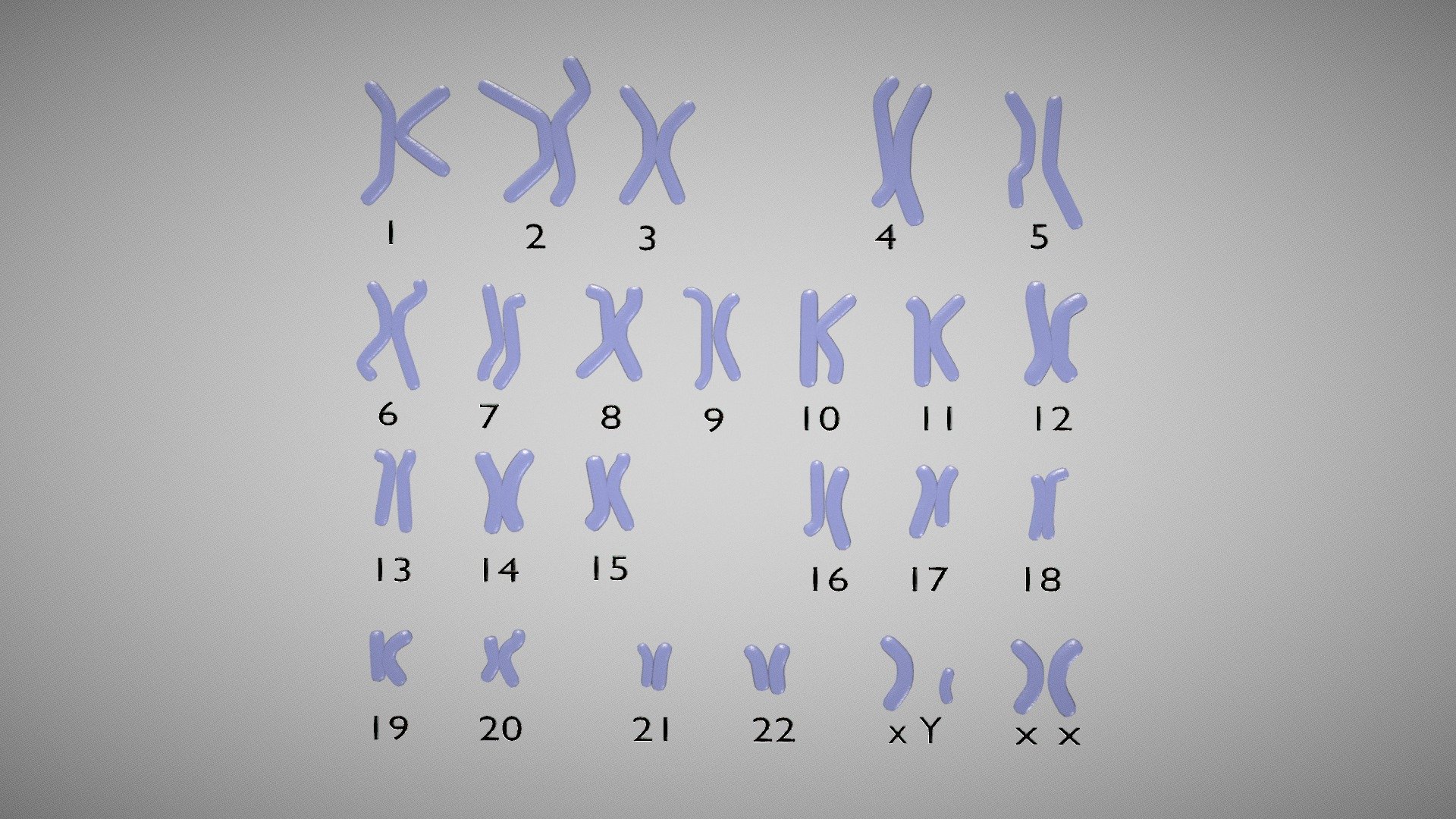 Human Karyotype - Male and Female - Buy Royalty Free 3D model by Nima ...