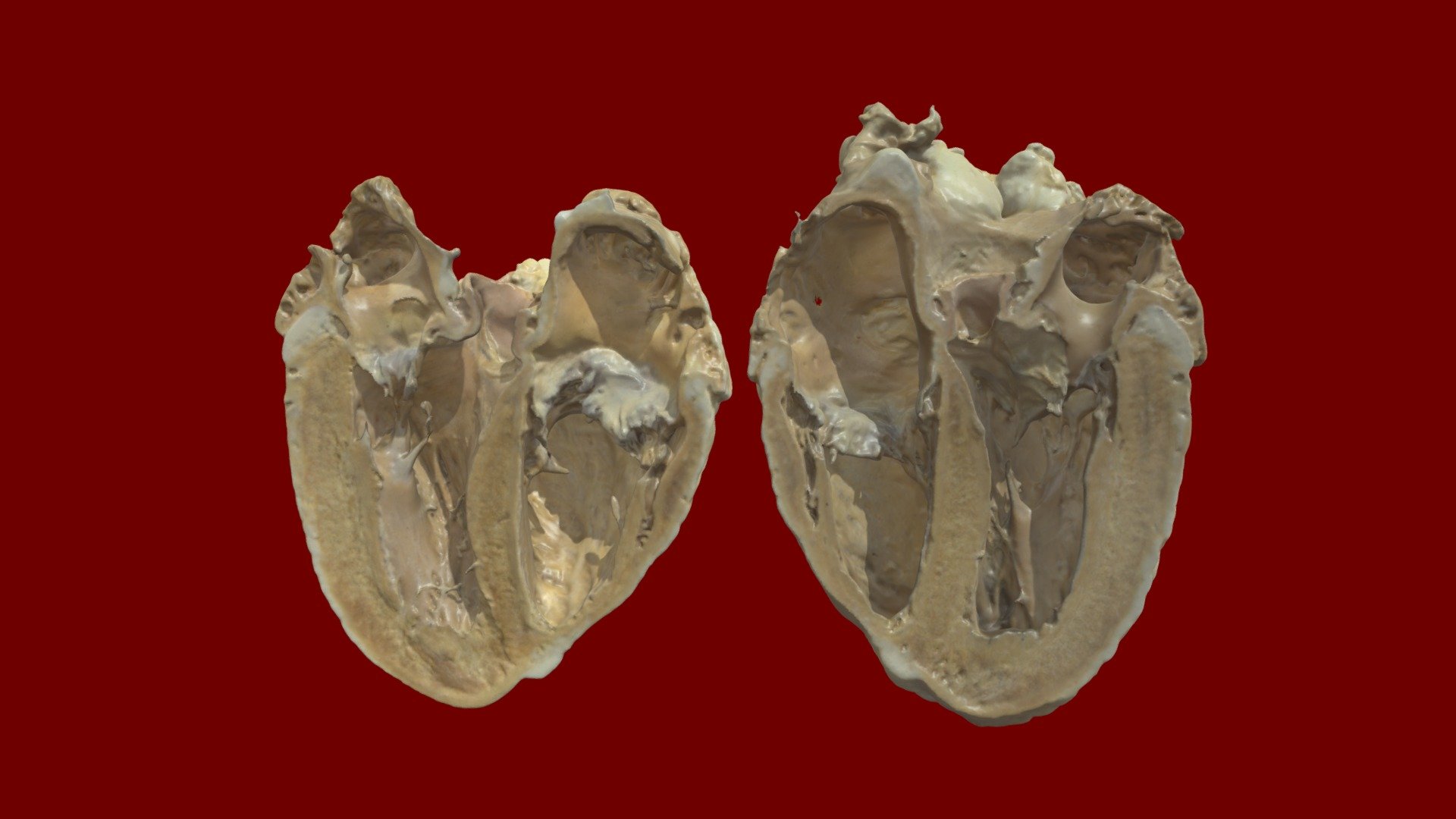 Canine Anatomical Plane #0001 - Download Free 3D model by ...