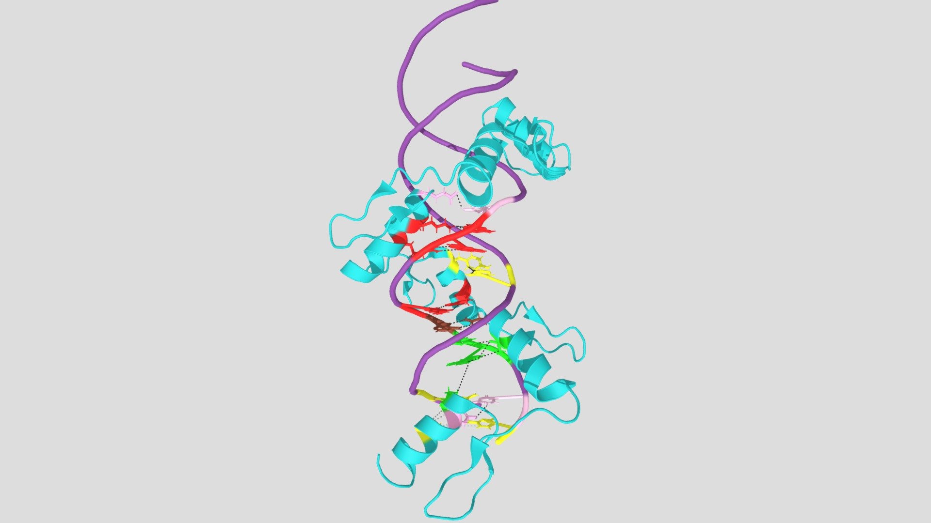 CTCF: The Incredibly Flexible Protein - 3D model by Science-Doer05 ...