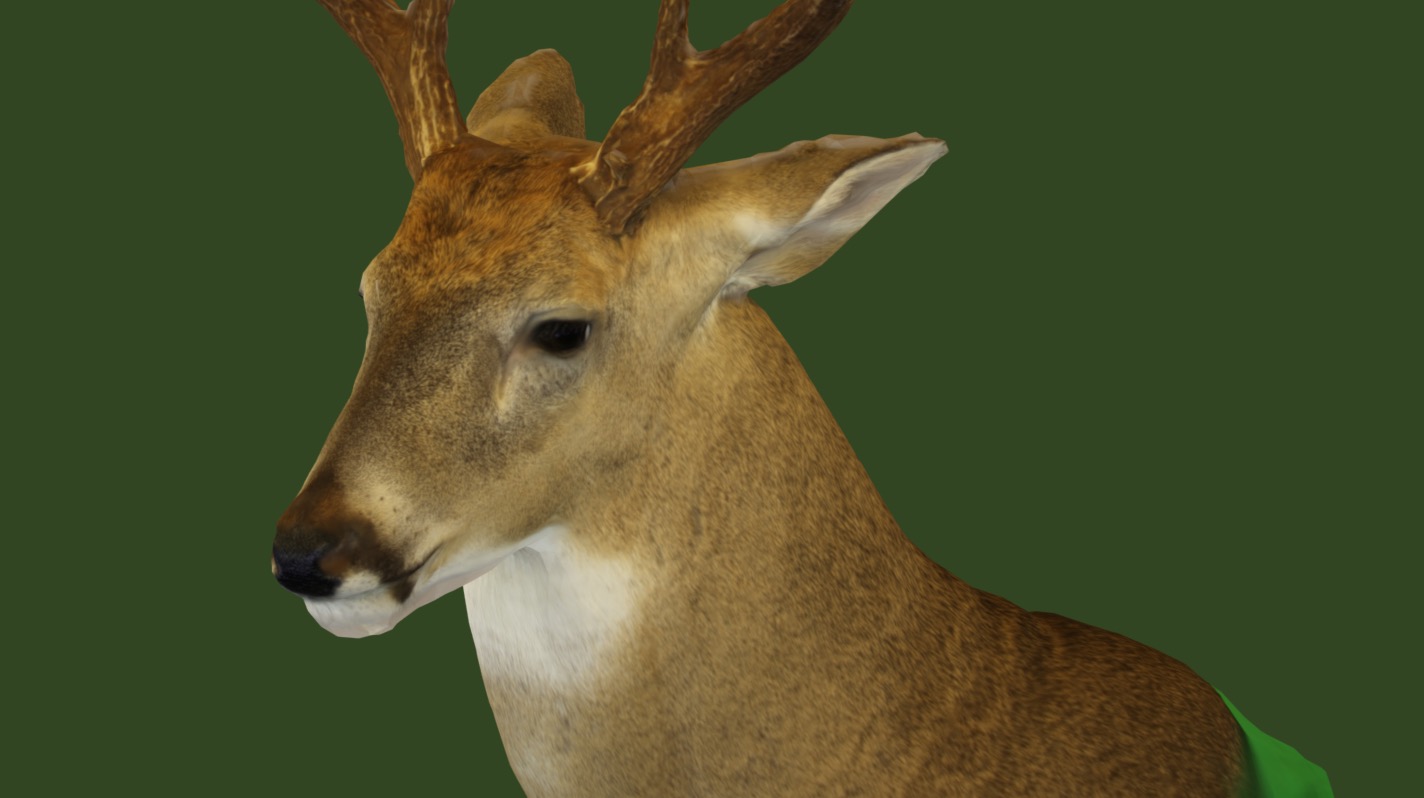 2nd Best Deer - 3D model by Shane Keener (@shanewkeener) [caf2151 ...